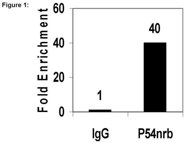 RIPAb+ p54nrb/NonO - RIP Validated Antibody and Primer Set | 03-113